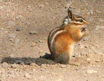 Abe's Animals: Chipmunk species