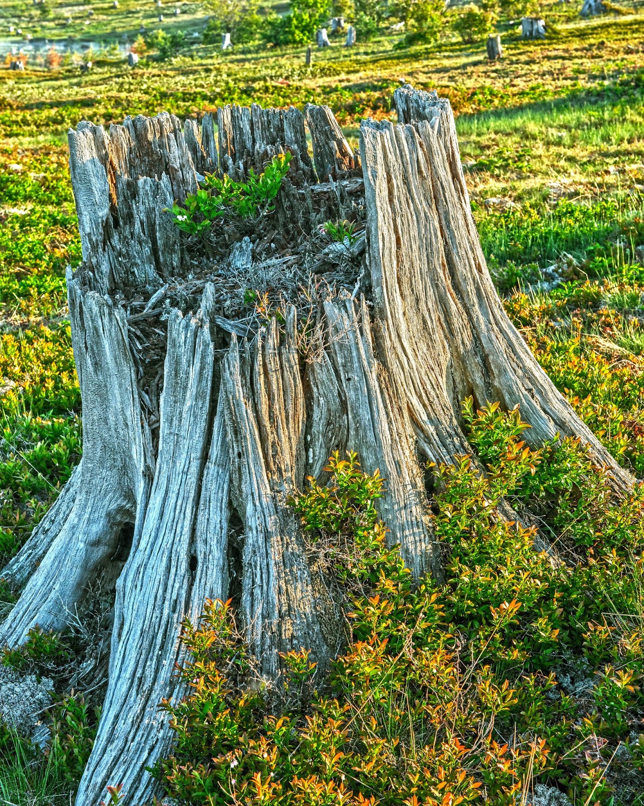 In Search of Perfect Light...: The Kingston Plains Revisited – In ...