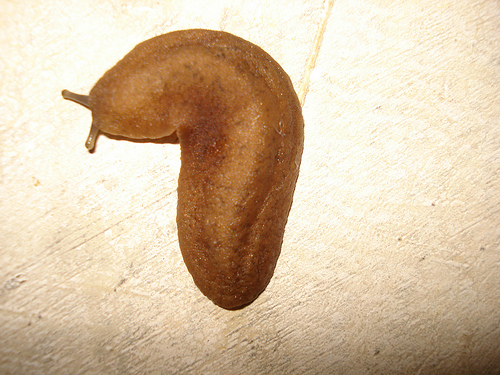 Hirudo Terapi: Perbedaan Lintah dengan Pacet