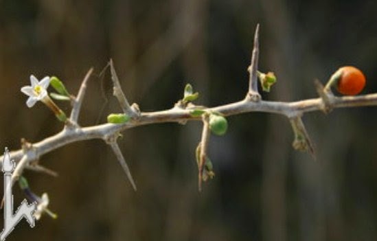 D&N SUKSES GEMILANG: Pohon Gharqad di Akhir Zaman bagi Bangsa Yahudi