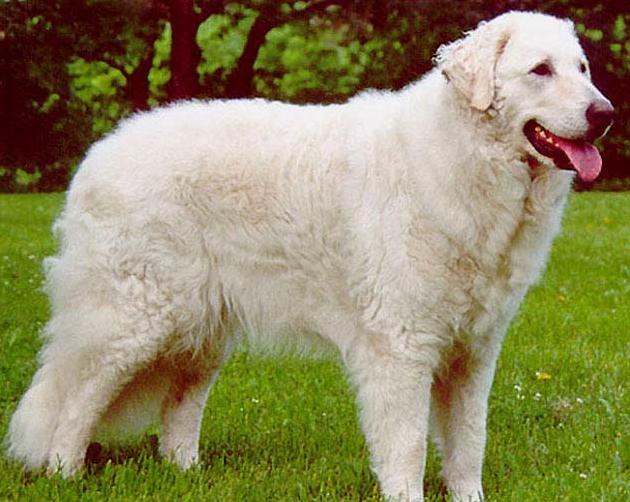 Training Dog Kuvasz
