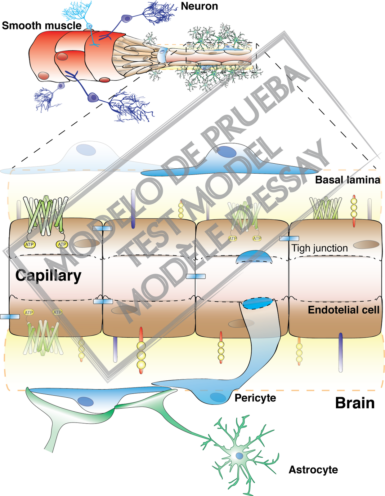 Graphique Science (Chile): BBB
