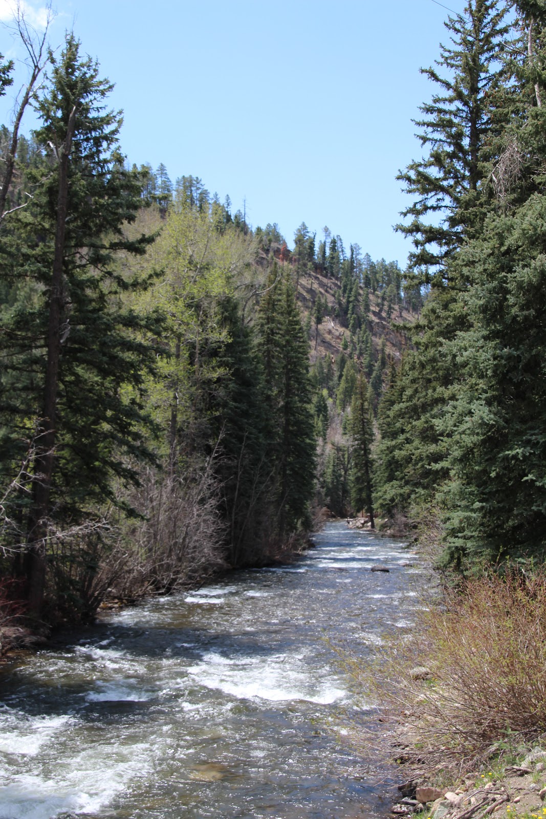 Elizabeth's Visions and Ramblings