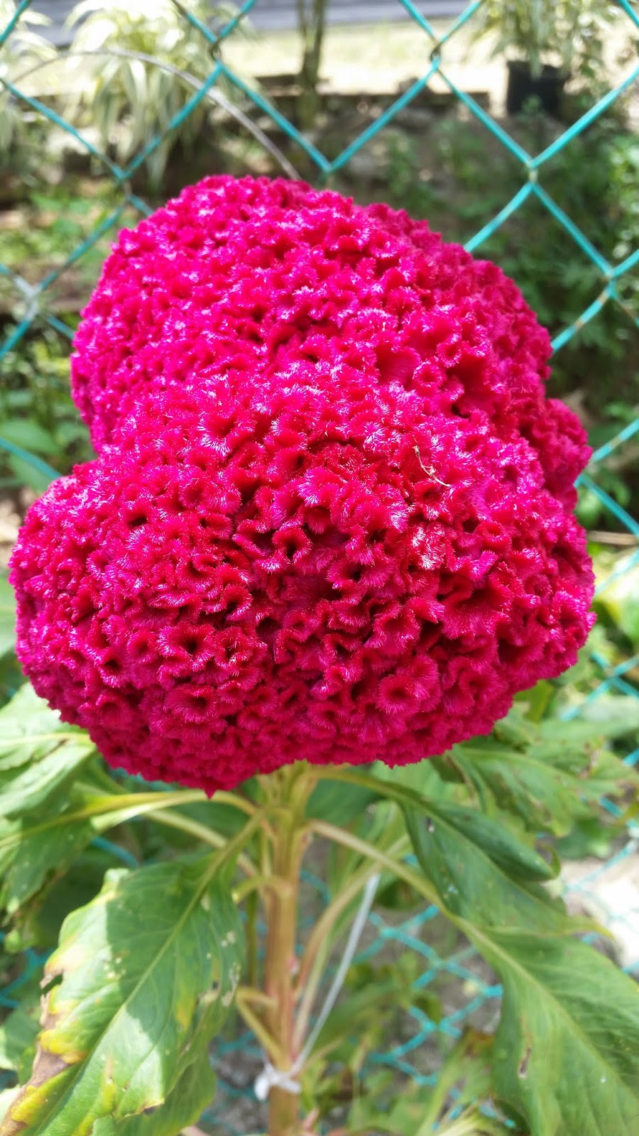 Warisan Petani: WW 100 : Bunga Balung Ayam