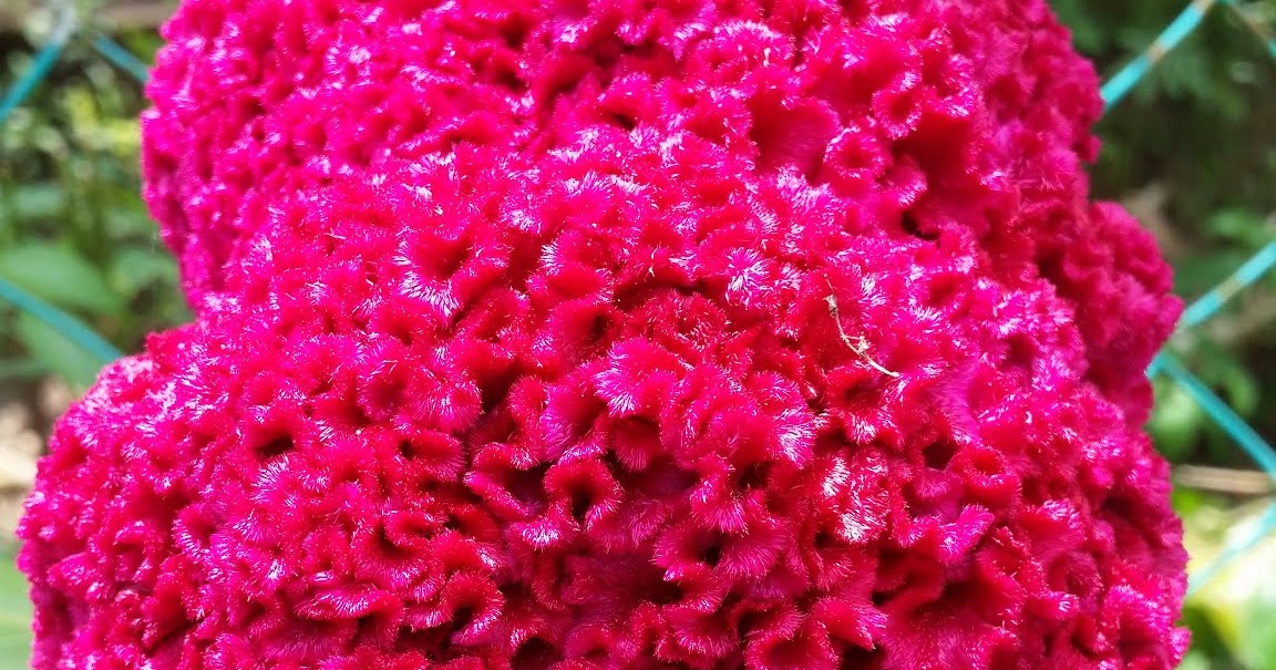 Warisan Petani: WW 100 : Bunga Balung Ayam