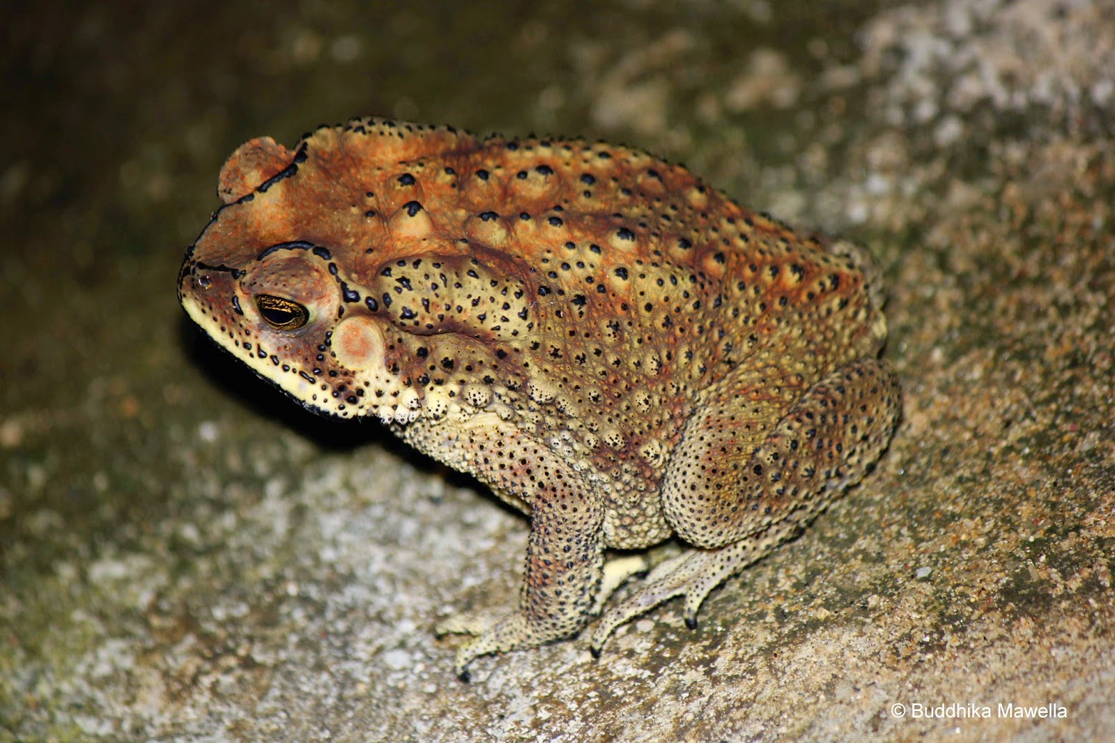 Lanka Nature Summary: Asian common toad (Duttaphrynus melanostictus)