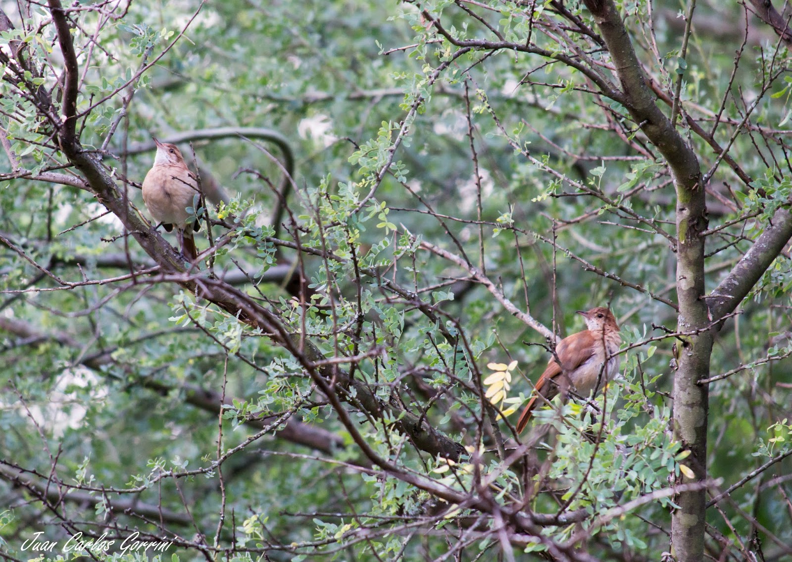 Aves Rosario de la Frontera Salta: Hornero, ave nacional de Argentina