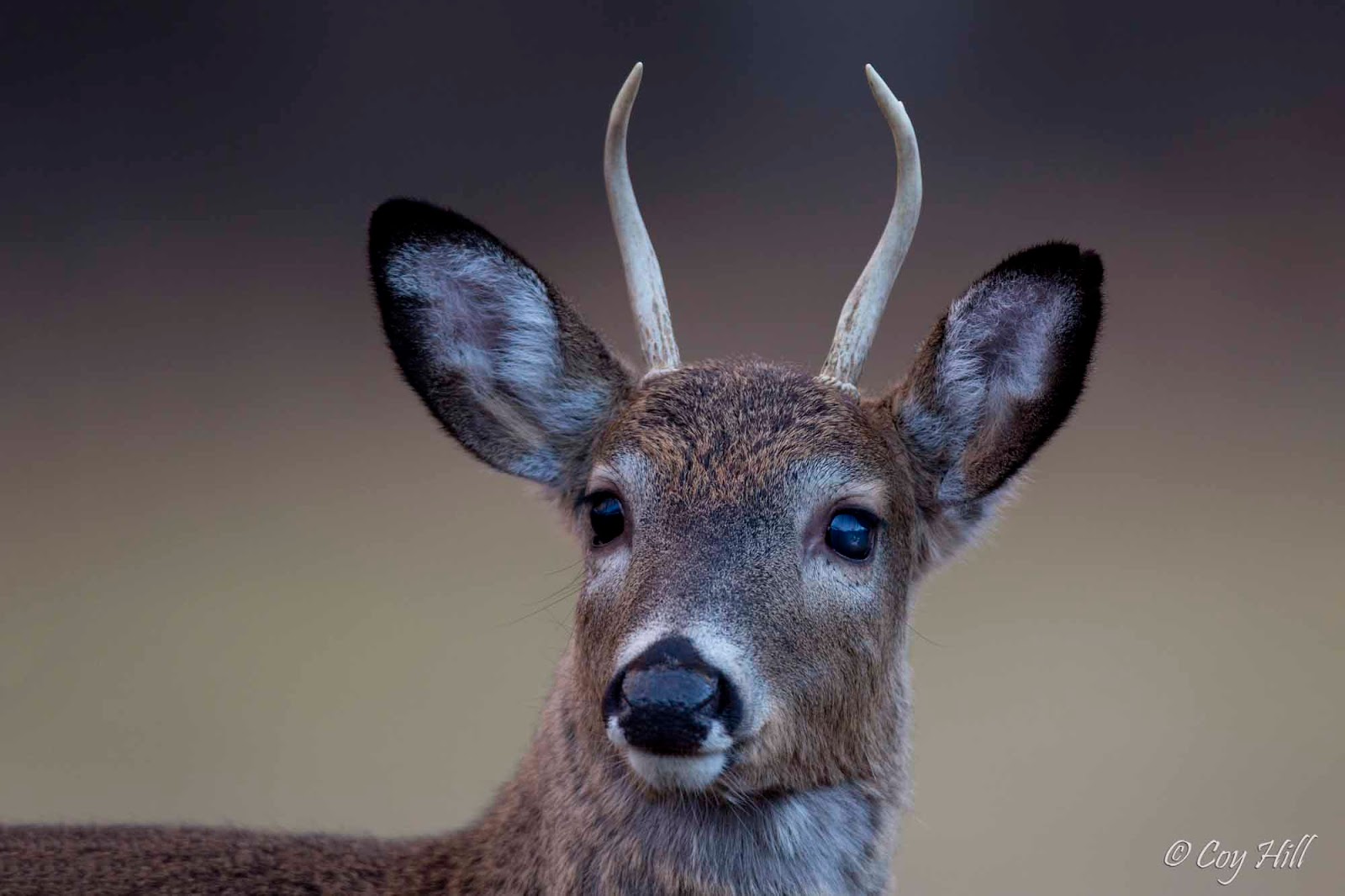 Country Captures: December 2015