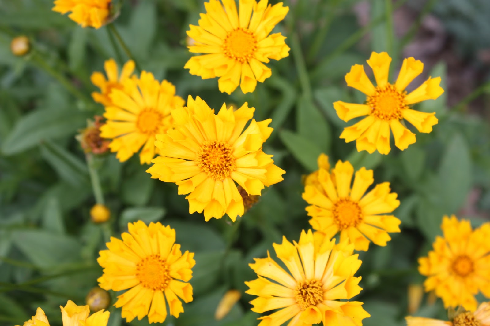 Coreopsis, Tickseed - Blooming now