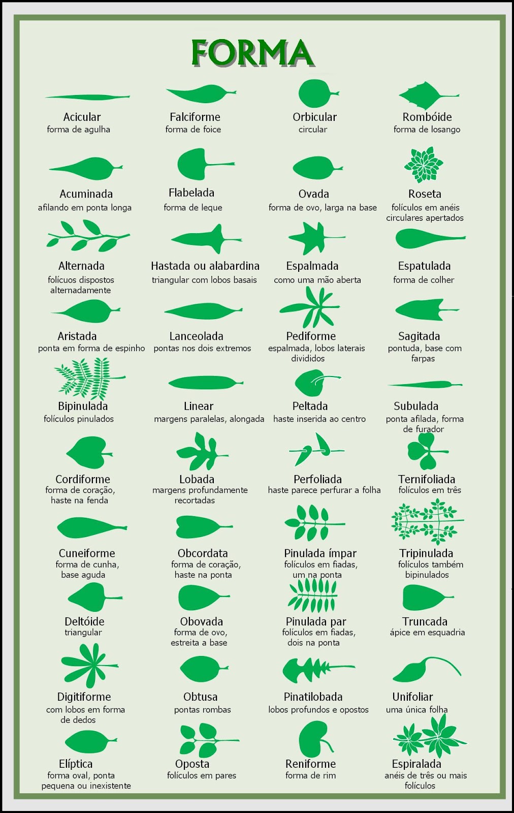 Forma das Folhas
