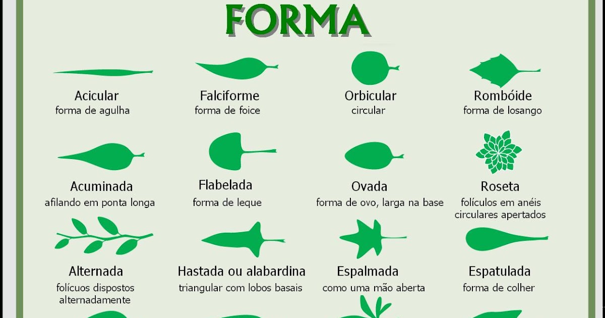 Botânica: Forma das Folhas