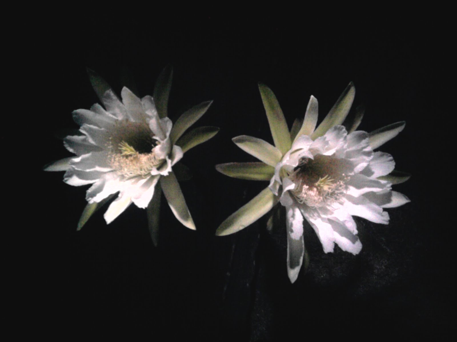 Cactos e Suculentas Minha Paixão!: Flor de Cacto Mandacaru e um ...