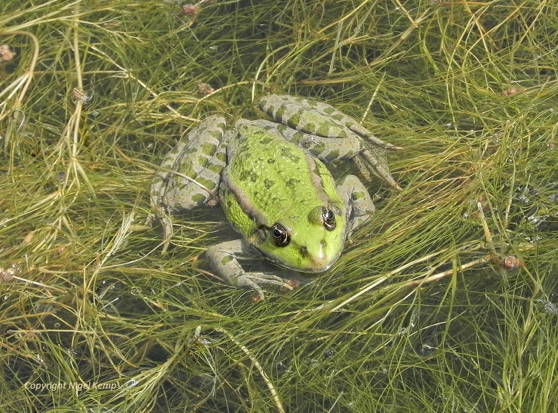 East Sussex Wanderer: Marsh Frog and Marsh Helleborine
