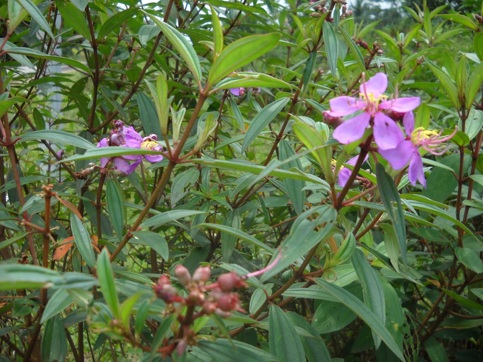 KENALI POKOK SAYANGI POKOK: POKOK SENDUDUK