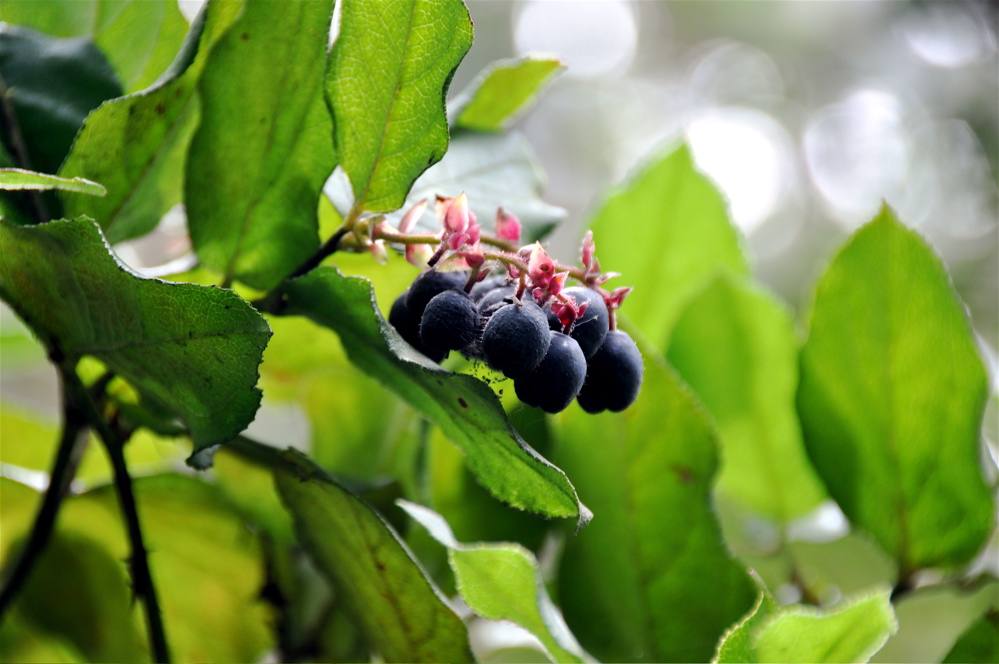 Salal Preserves | Langdon Cook