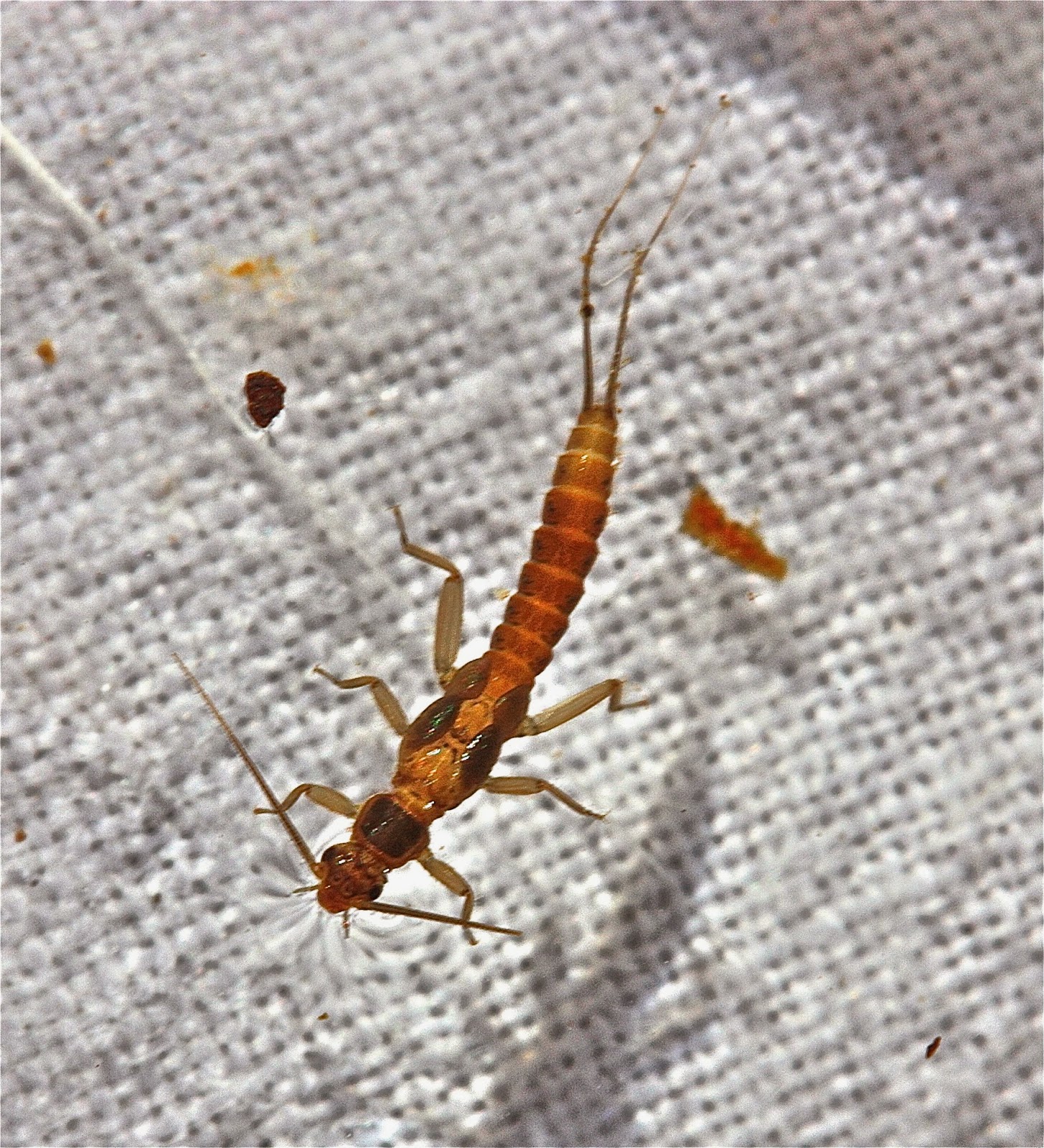 Aquatic Insects of Central Virginia: The small winter stonefly ...