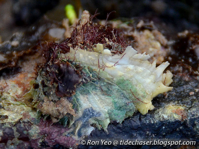 tHE tiDE cHAsER: Heterodont Bivalves (Phylum Mollusca: Subclass ...