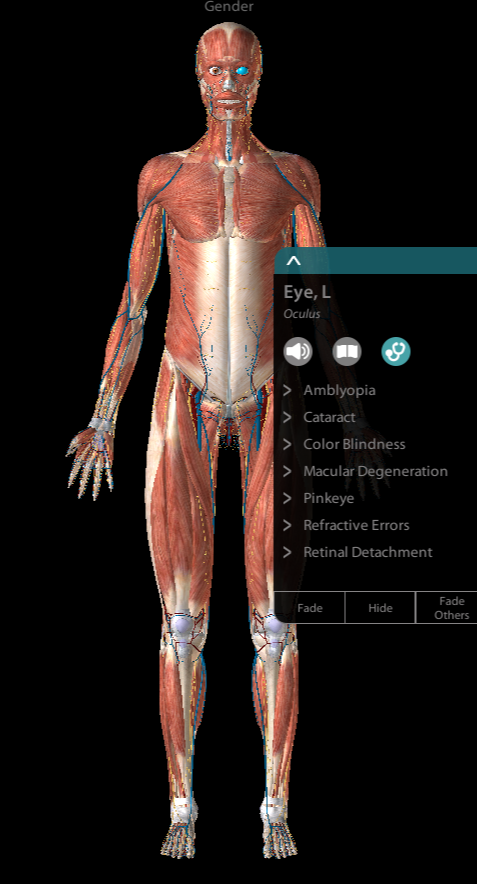 Visual Body 3d Anatomy