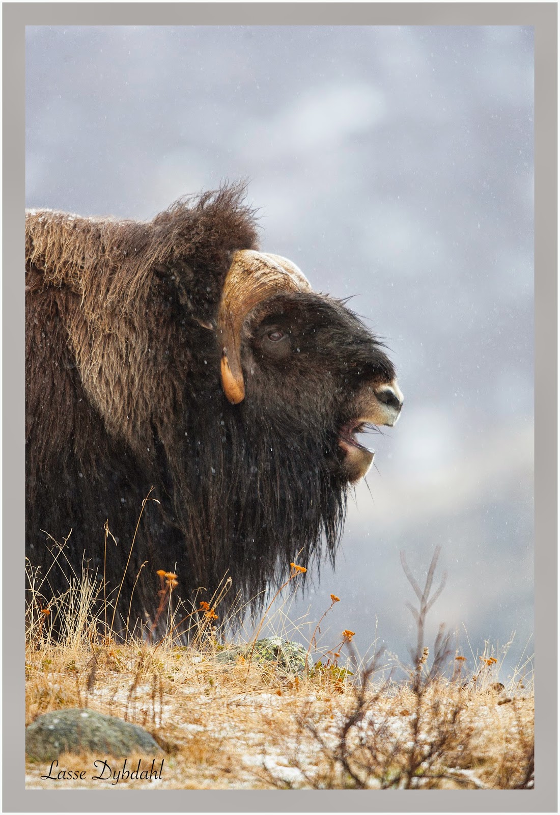 Lasses naturfoto: Moskus (musk ox) på Dovrefjell