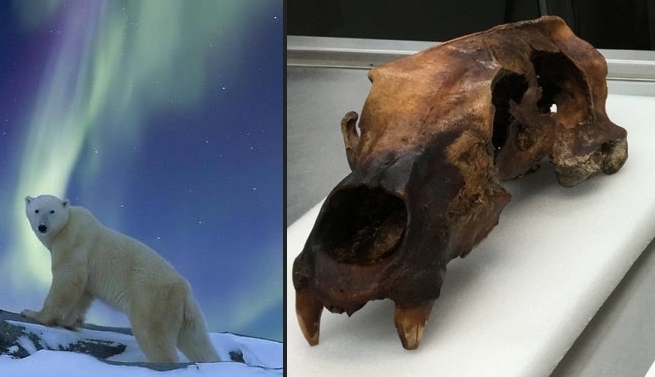 White Wolf : Enormous skull found in Alaska may belong to the legendary ...
