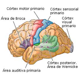Brainia Institute: Funciones del cerebro III: Cerebro y lenguaje