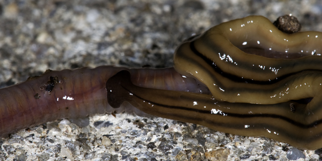 Real Monstrosities: Turbellarian Flatworm