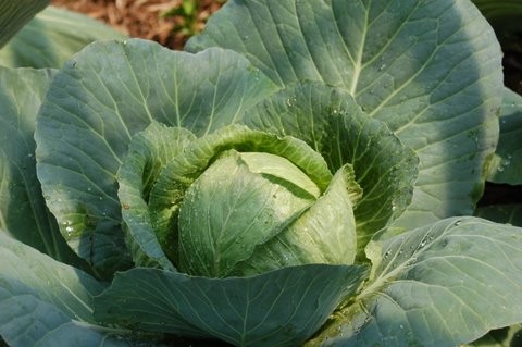 Cabbage health benefits and side effects - Health News For Us . Beauty ...
