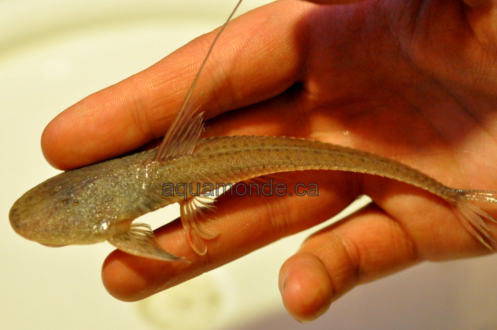 AQUAMONDE: Loricaria Circular