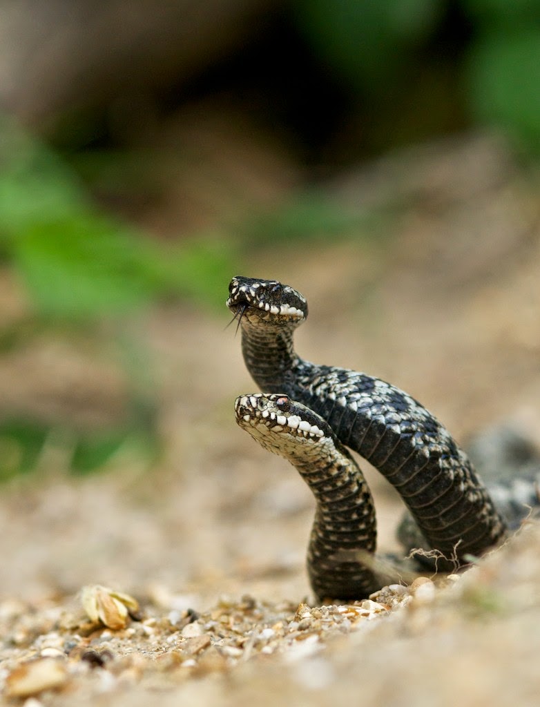 Matt's Photos: Dance of the Adders: 2014