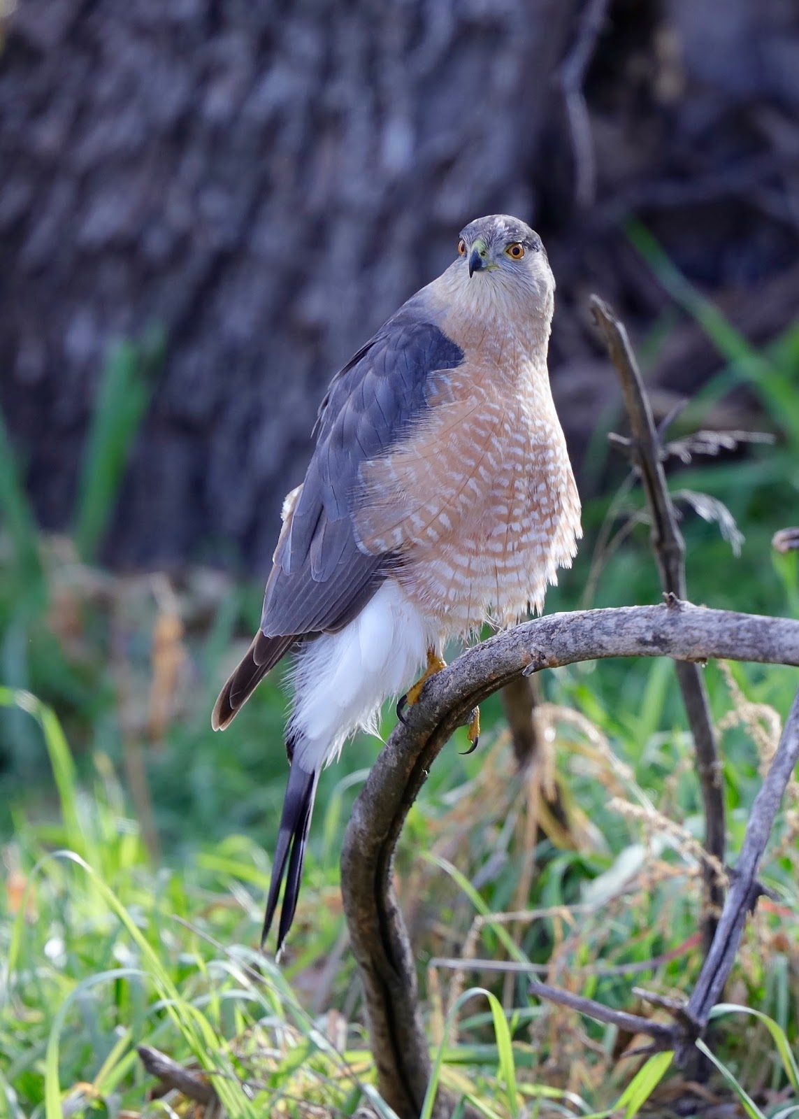 The Azure Gate: Best Wildlife Photos of 2016: Cooper's Hawk