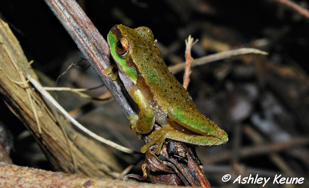 Australian Frogs Photography: KEUNEA PHOTOGRAPHY: A Good Night for Frogs