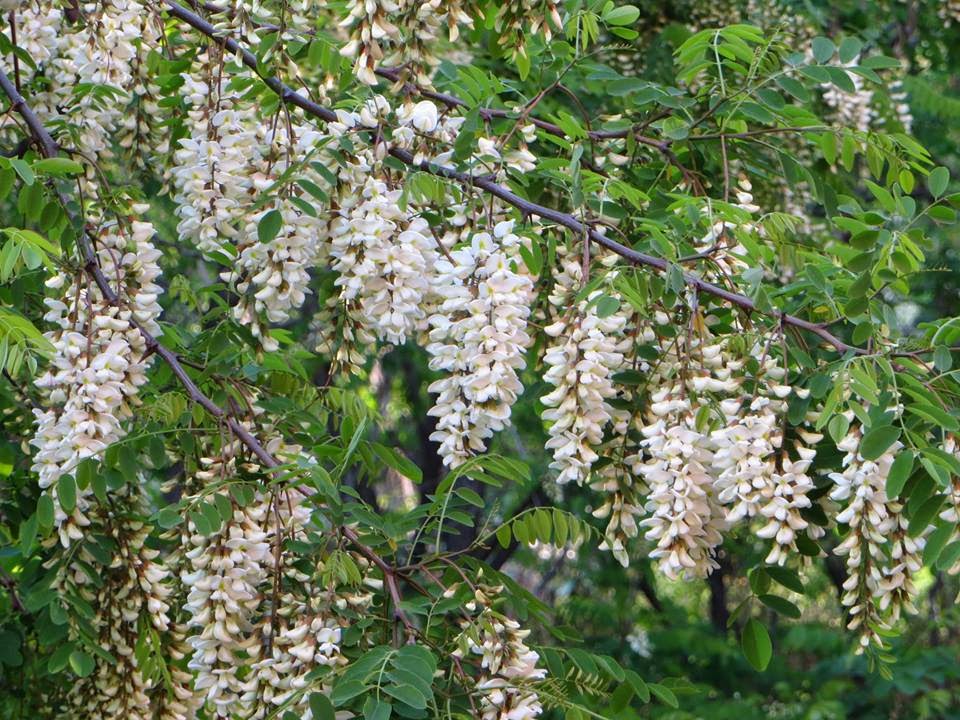 EthnoScopes : Tracks of an Anthropologist: The Wafting Scent of Acacia ...