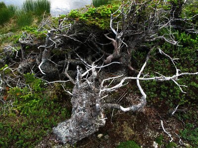 Rock n Runner: Krummholz