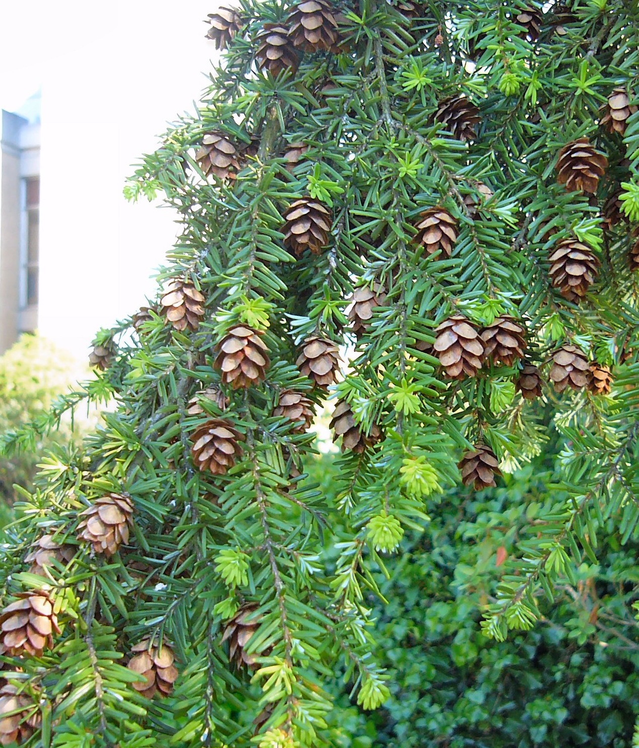 Trees Planet: Tsuga heterophylla – Western Hemlock