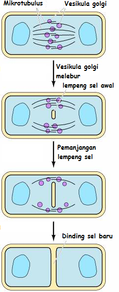 Catatan prestasi Guru Biologi: REPRODUKSI PADA SEL EUKARIOTIK