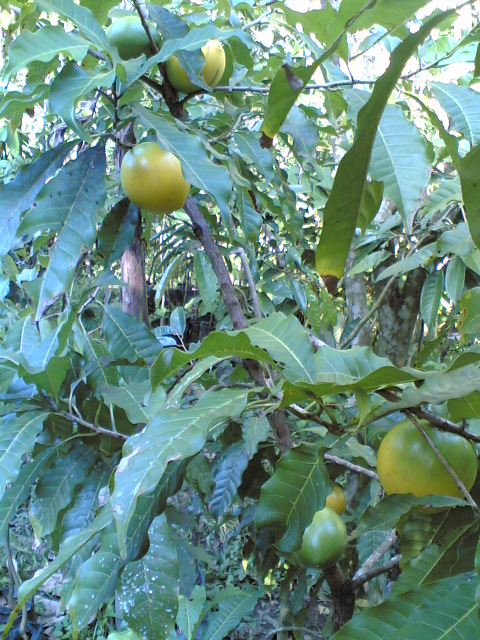 Carandang Fruit Trees Nursery: Abiu