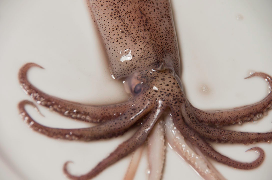 Inky Phalangies Thoughts: Squid