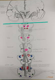 Medicowesome: Brainstem Syndromes!
