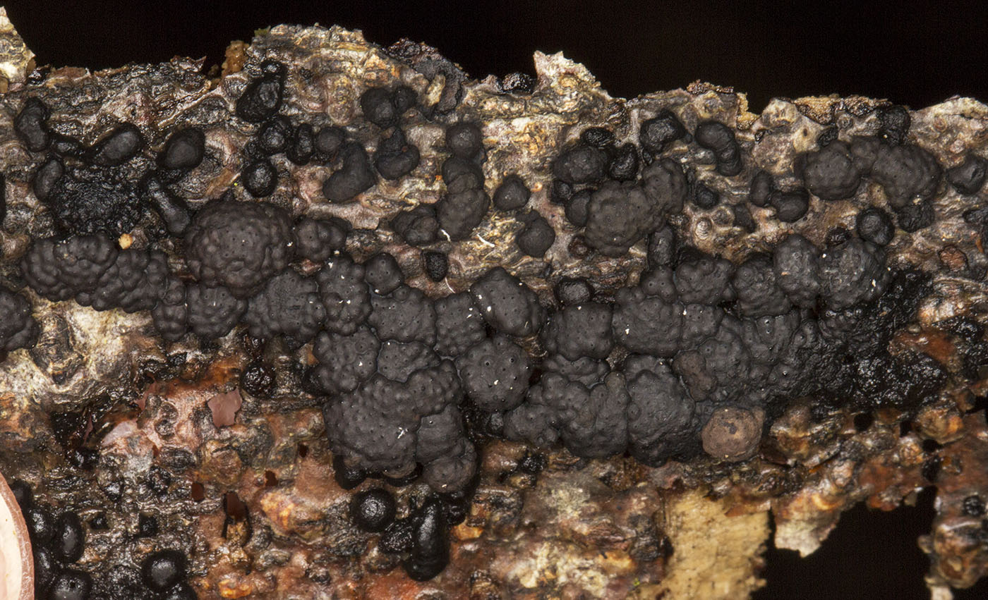 High Elms Fungi, December 2012 | Naturally