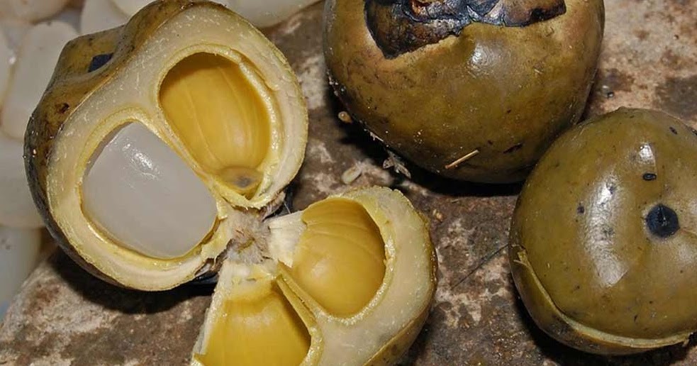 Manfaat Buah-Buahan: Manfaat Buah Lontar Bagi Kesehatan