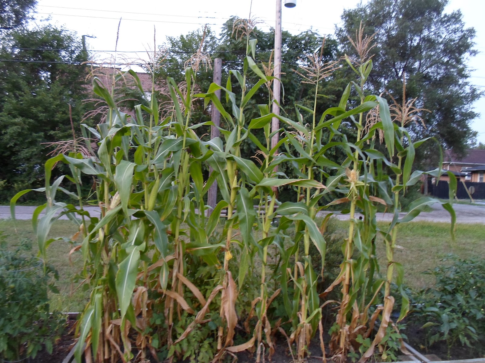 The Perennial Agriculturalist: turnings