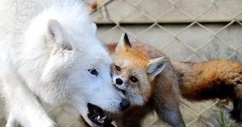 White Wolf : Arctic Wolf and Fox form unusual friendship (PHOTOS)