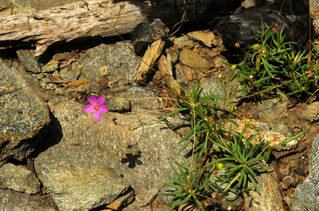 Blue Ridge Foothills & Lakes Virginia Master Naturalists: The Elusive ...
