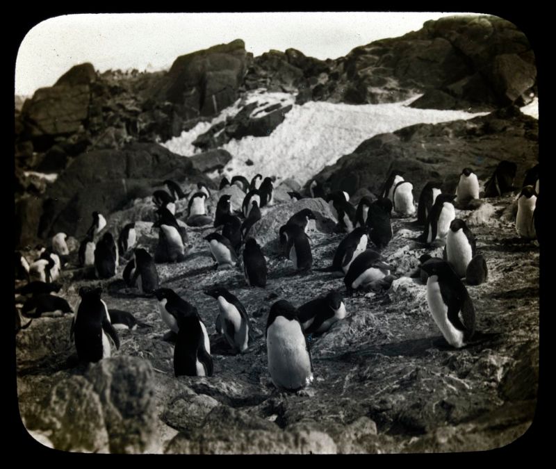 Penguins in the Early 20th Century: An Amazing Photo Series From the ...