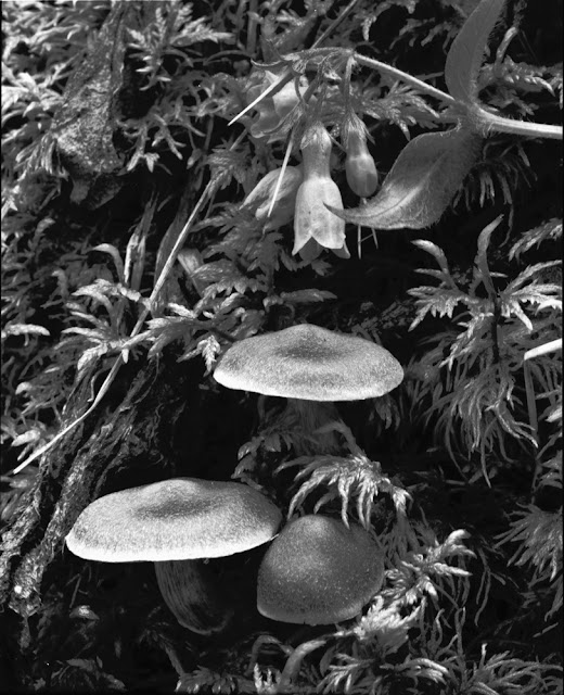 PSWB Portraiture: The Forest Floor, Jasper National Park, Canada