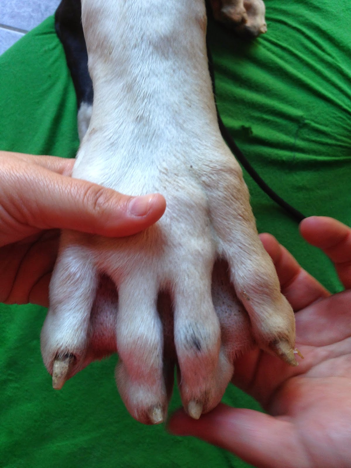 Nuestros Dogos: ATENTOS CON LOS ESPACIOS INTERDIGITALES¡¡