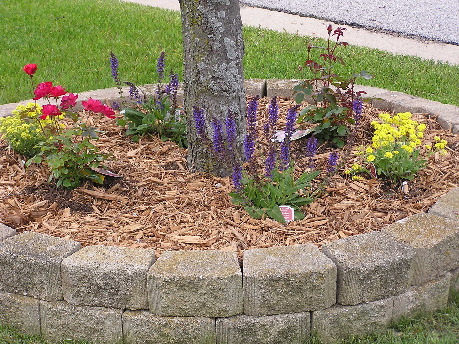 Tree Ring Landscaping | How To Grade Landscape