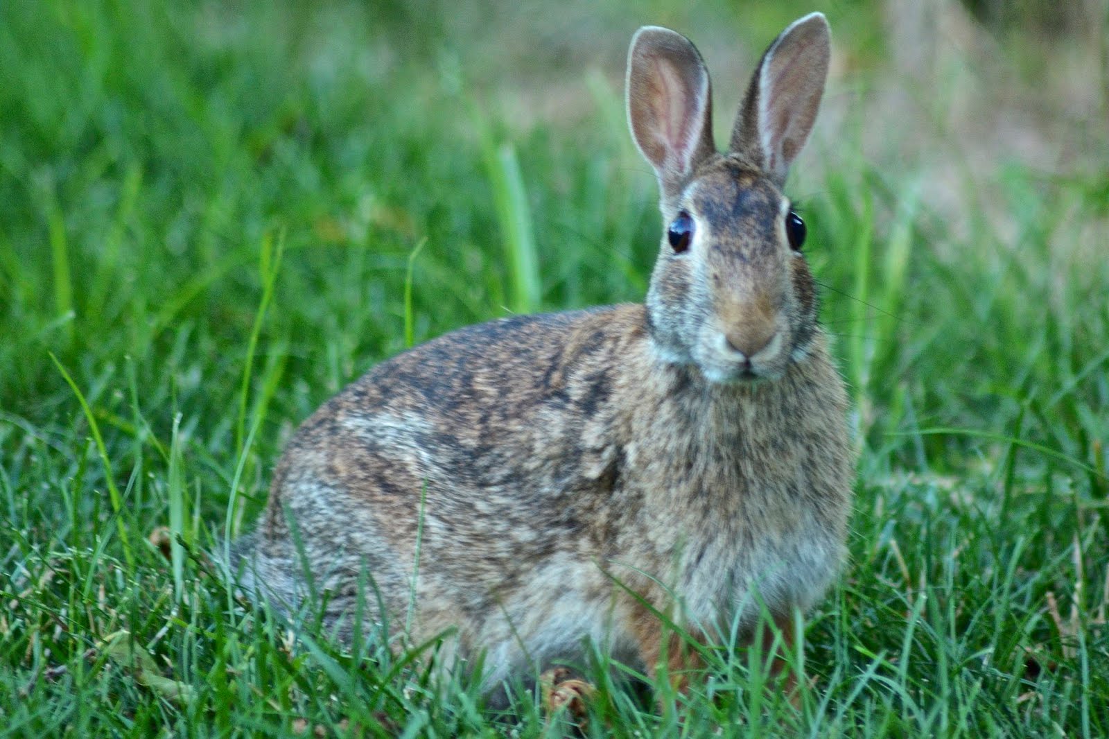Cara budidaya kelinci pedaging dan kelinci hias lengkap
