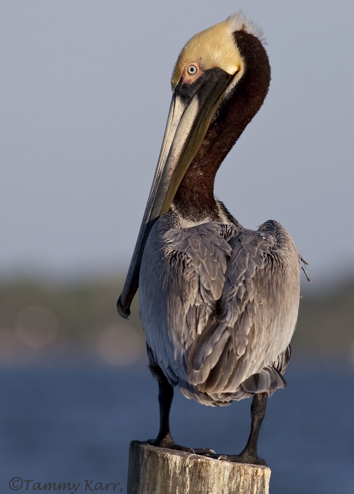 i heart florida birds: Afternoon Delight
