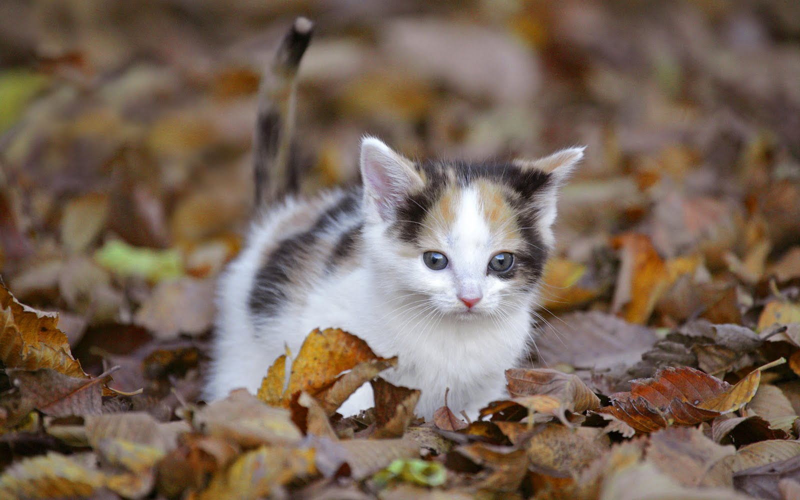 Imágenes De Gatita Imagui